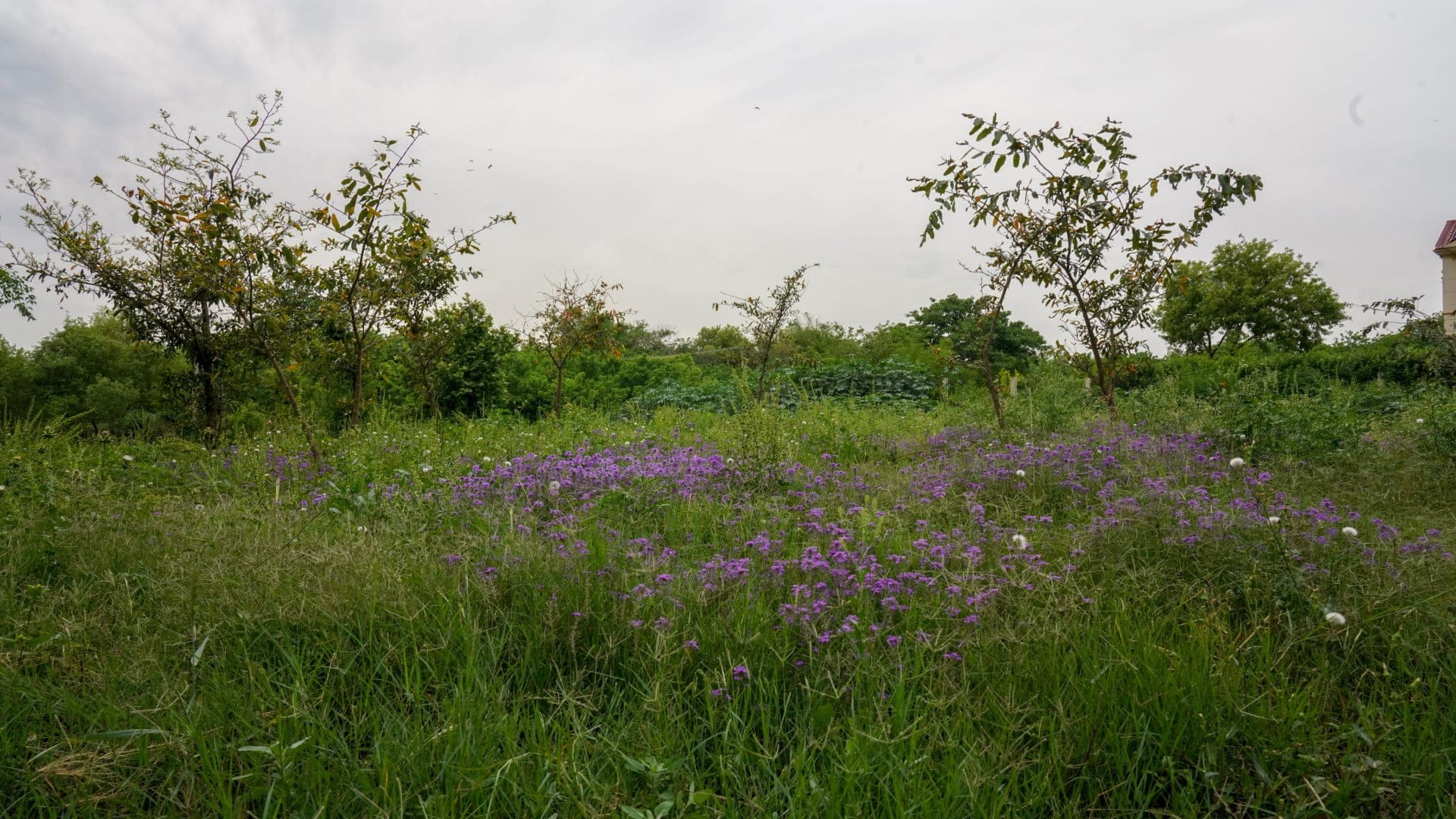How to Encourage Biodiversity in Your Yard