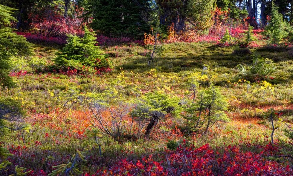 How to Encourage Biodiversity in Your Yard