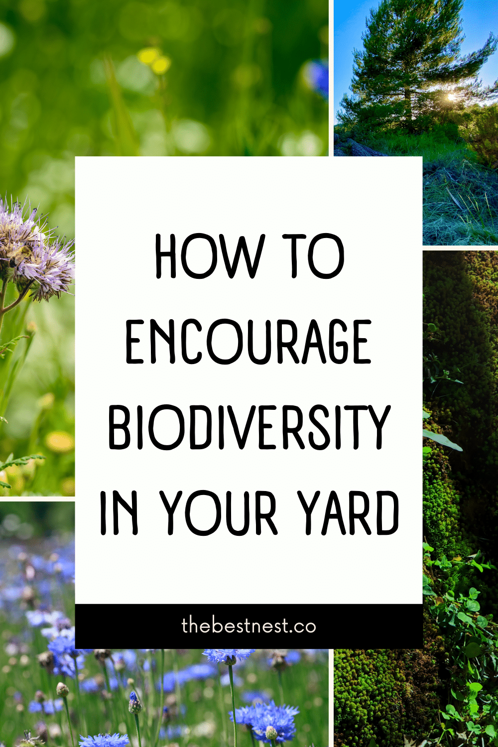 How to Encourage Biodiversity in Your Yard